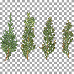 Conifers Leaves