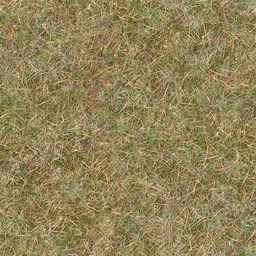 Seamless Dry Grass Texture